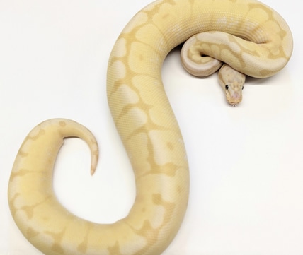 Suma Pied 50% Het Lav Ball Python by Hannah's Hissy Fix - MorphMarket