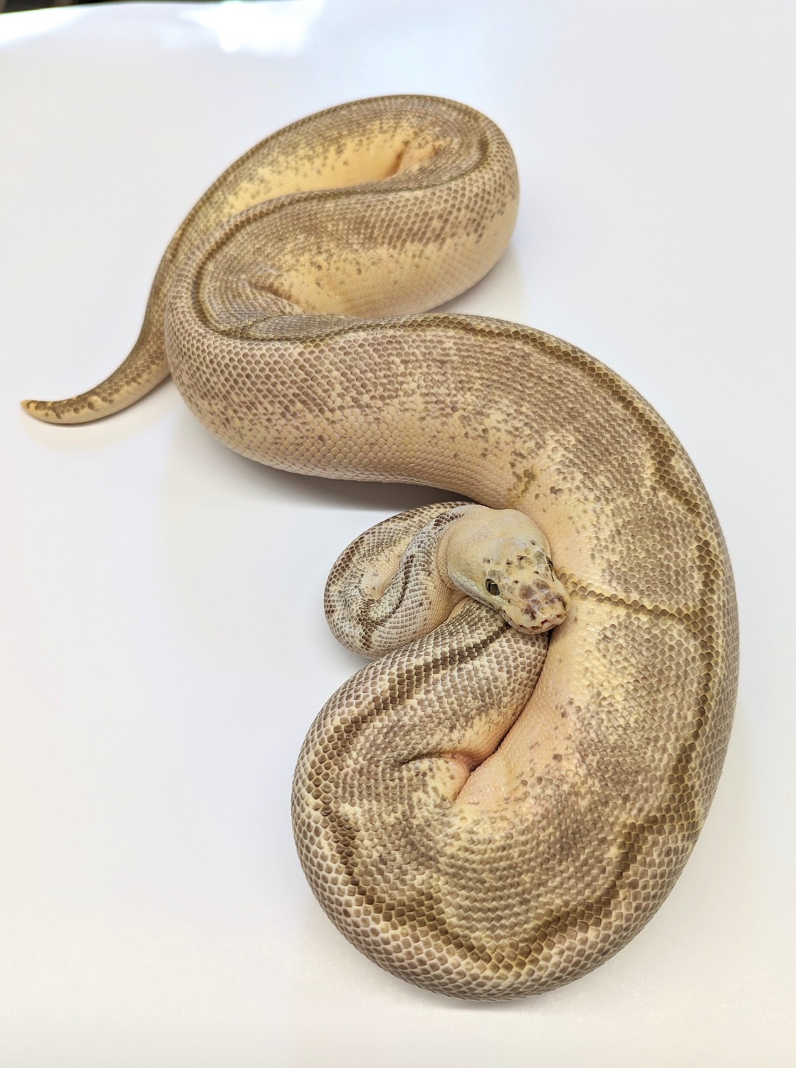 Enchi Clown Bee Ball Python by Hannah's Hissy Fix - MorphMarket