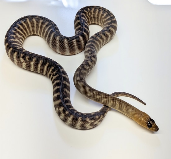 Female Woma Python by Hannah's Hissy Fix