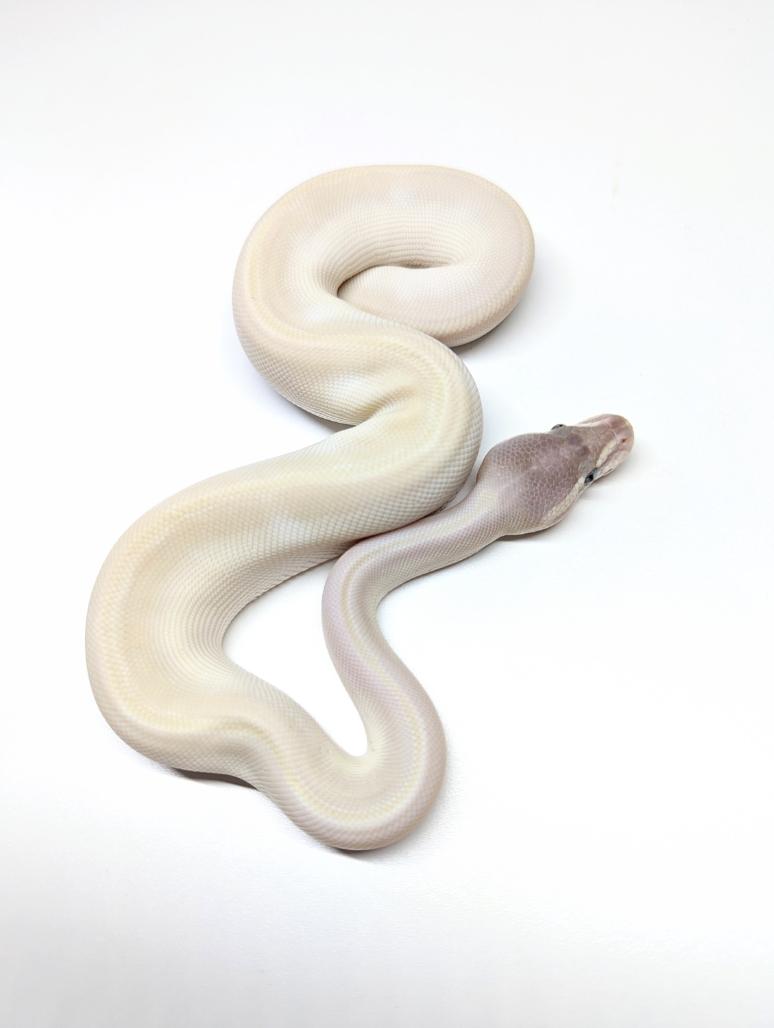 Super Mojave Ball Python by Hannah's Hissy Fix - MorphMarket
