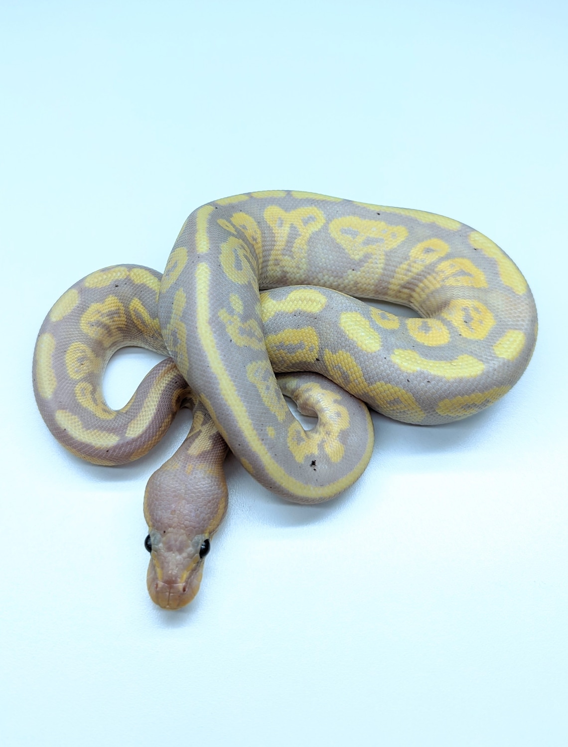 Mahogany Banana PH Pied Ball Python by Hannah's Hissy Fix - MorphMarket