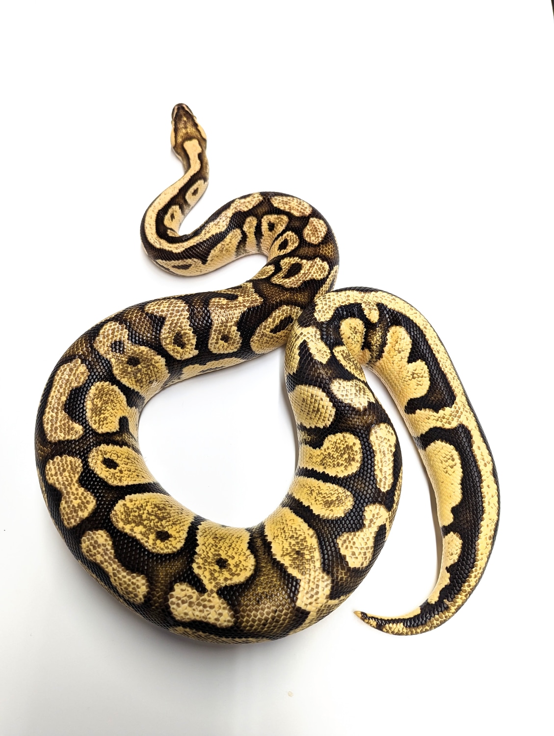 Firefly DH TSK Clown Ball Python by Hannah's Hissy Fix - MorphMarket