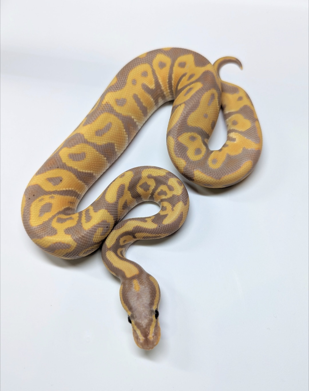Banana Leopard DH DG Clown Ball Python by Hannah's Hissy Fix - MorphMarket