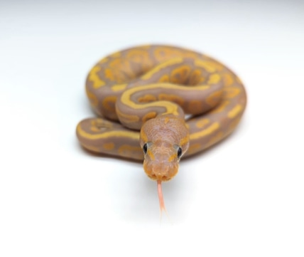 Suma Pied 50% Het Lav Ball Python by Hannah's Hissy Fix - MorphMarket