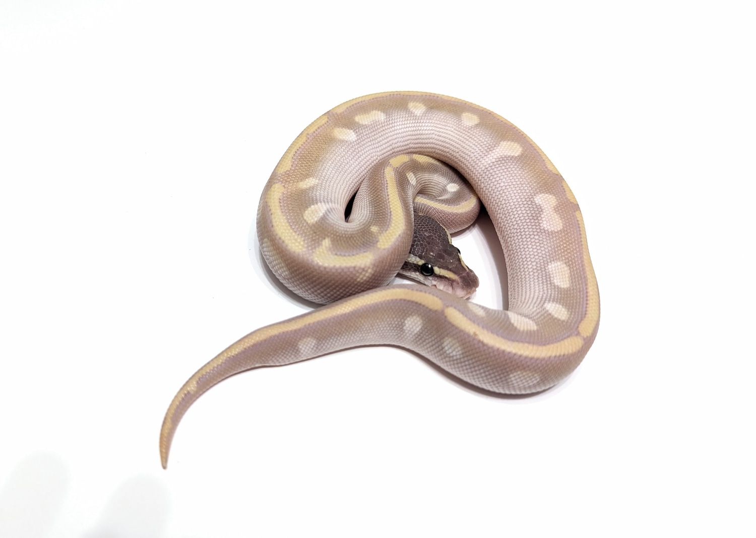 Purple Passion Ball Python by Hannah's Hissy Fix - MorphMarket