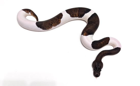 Suma Pied 50% Het Lav Ball Python by Hannah's Hissy Fix