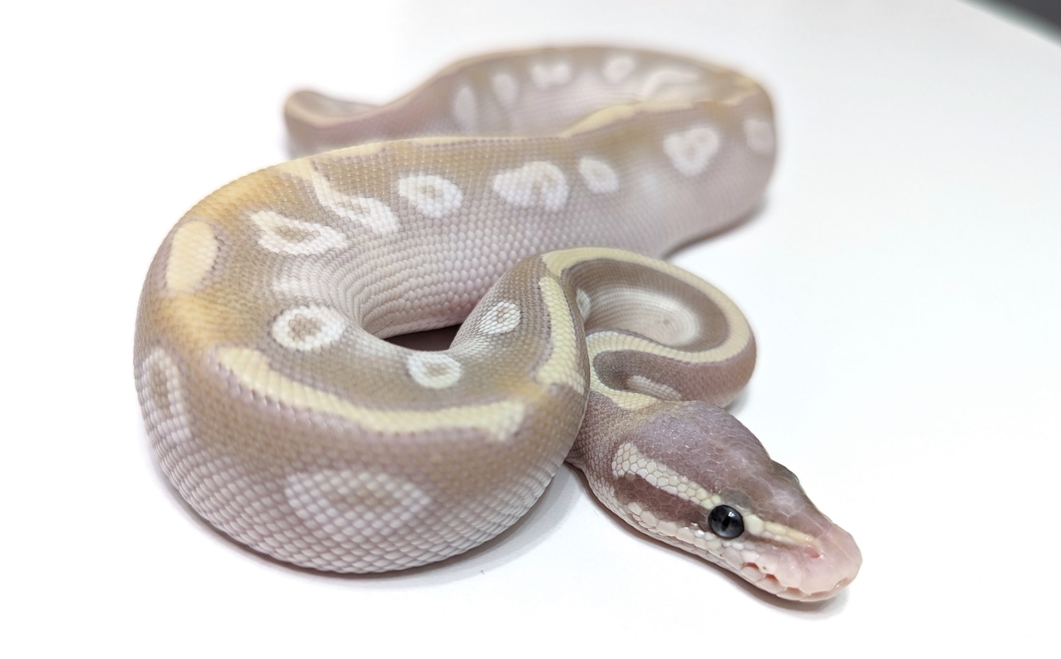 Pastel Purple Passion Ball Python by Hannah's Hissy Fix - MorphMarket