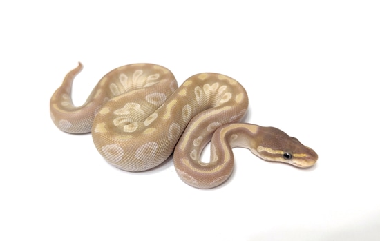 Crystal Ball Python by Hannah's Hissy Fix