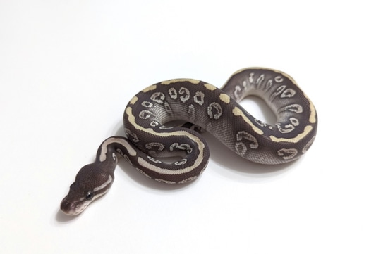 Super Phantom Ball Python by Hannah's Hissy Fix