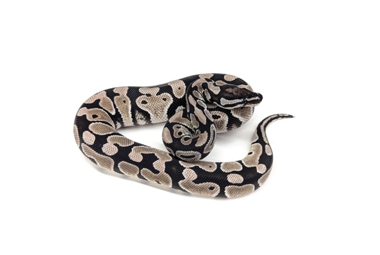VPI Ax Double Het DG(A,b,&c) Clown Ball Python by Hannah's Hissy Fix