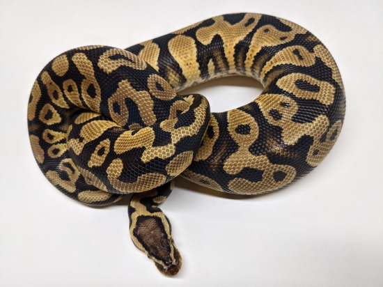 Pastel Asphalt DH DG Clown Ball Python by Hannah's Hissy Fix