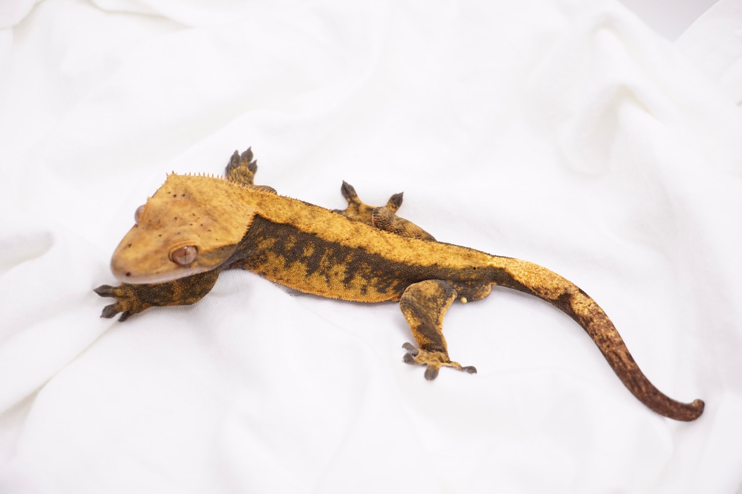 Funky Orange And Dark Male Crested Gecko by Academy Geckos - MorphMarket