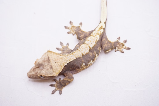 Lilly White - Low Expression Crested Gecko by Academy Geckos