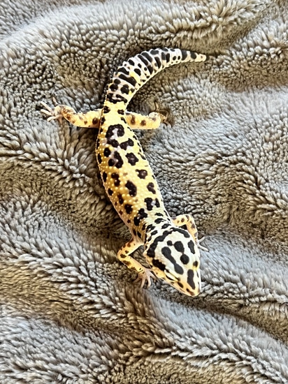 2023 May Mack Snow X Normal Leopard Gecko by RaebiesReptiles