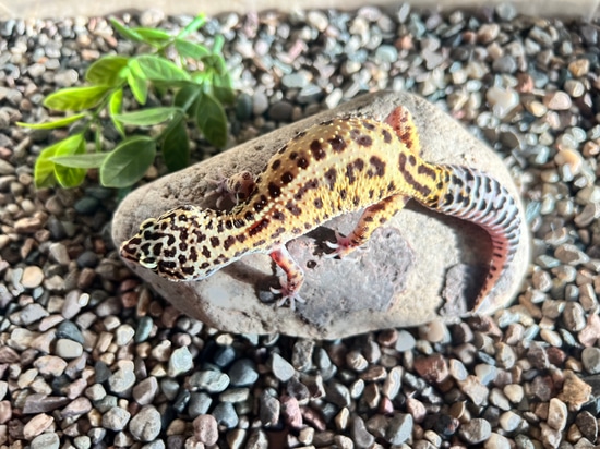 2023 April Mack Snow X Normal Jungle Leopard Gecko by RaebiesReptiles