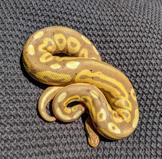 Banana Cinnamon HRA Ball Python by Herps and Derps