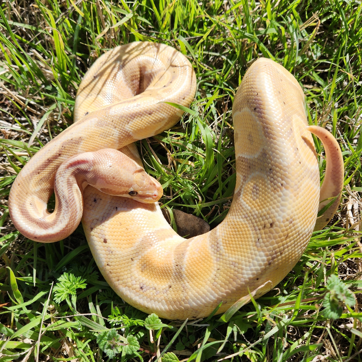 Banana Het Pied Ball Python by Herps and Derps - MorphMarket