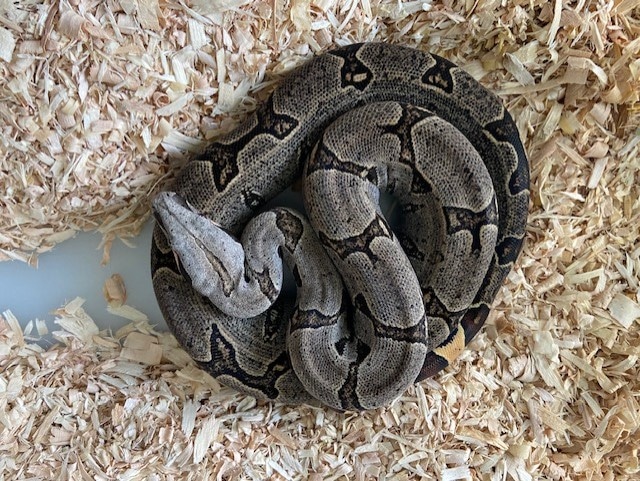 Bolivian Boa Short-tailed Boa Constrictor by Hanna Herpetological ...