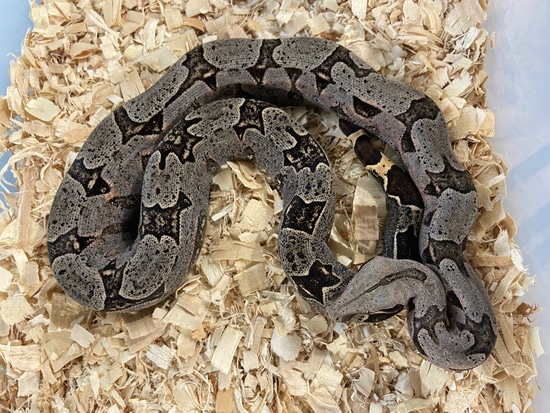 2020 Female Bolivian Short-Tailed Boa Constrictor by Hanna Herpetological