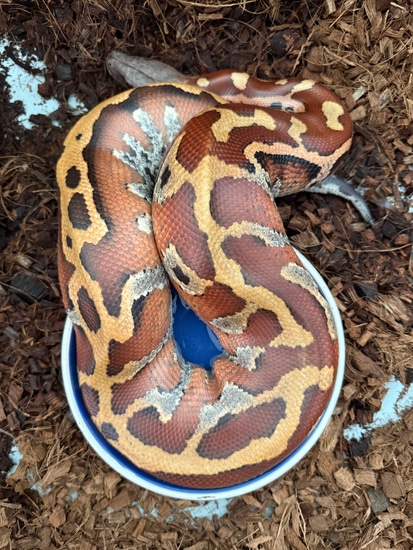 1.1 F2 Bangka Blood Python by Hanna Herpetological