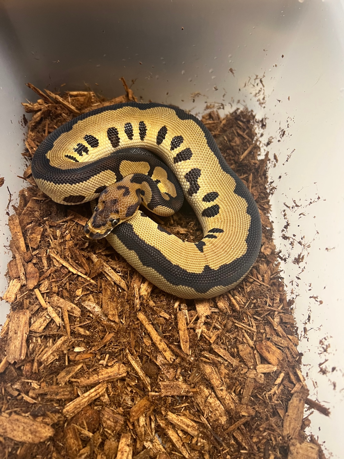 Leopard Blade Clown Ball Python by ATHReptiles - MorphMarket