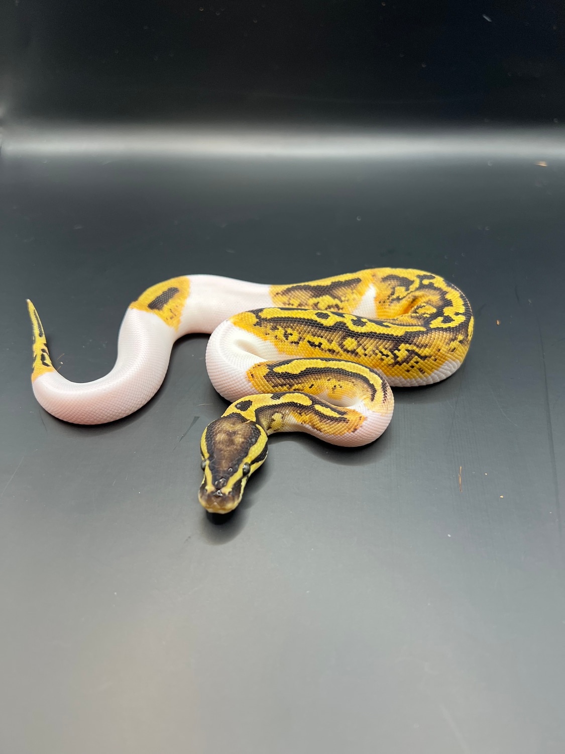 Pastel (OD) Pied Ball Python by ATHReptiles - MorphMarket