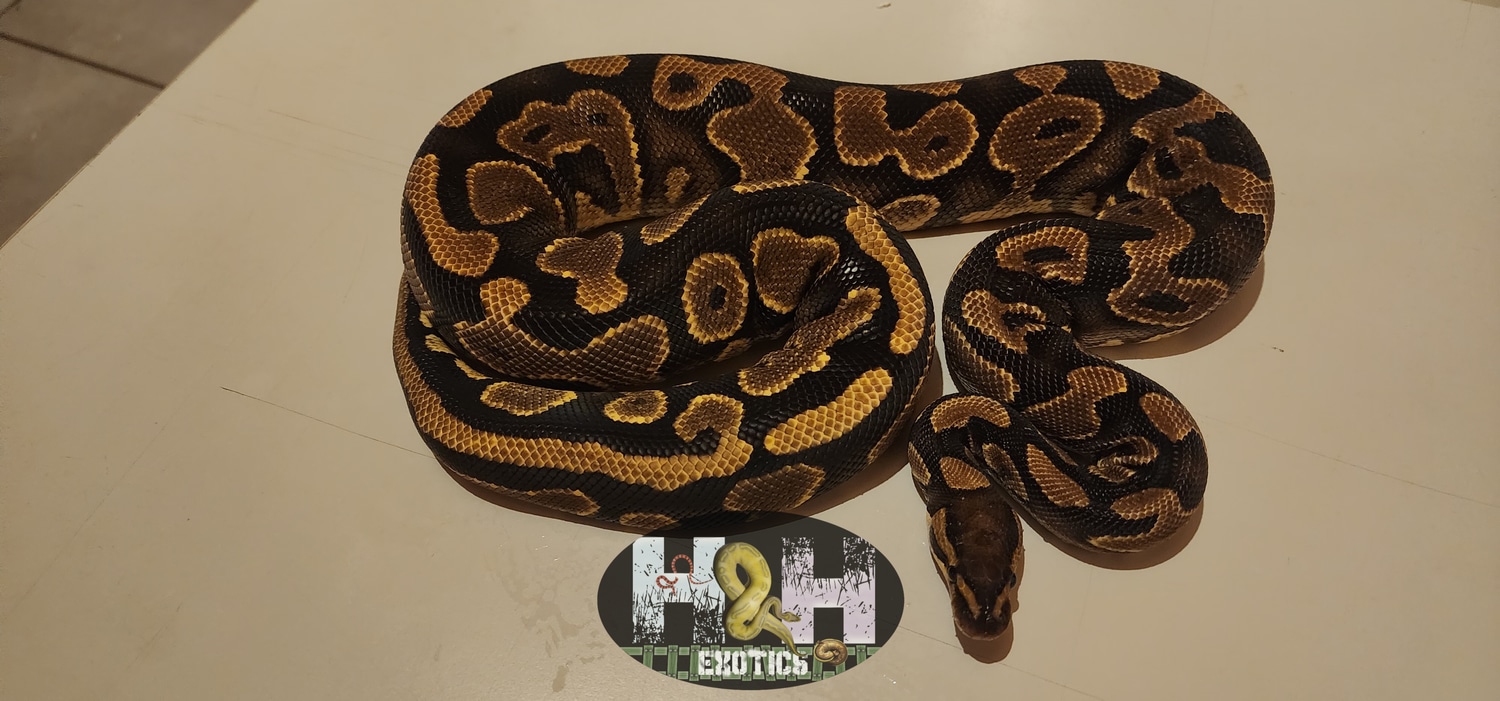 Yellow Belly Ball Python by H&H exotics - MorphMarket