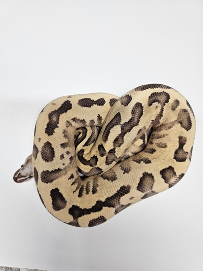 Super Pastel Vanilla Fire Scream Ball Python by Roughneck Constrictors