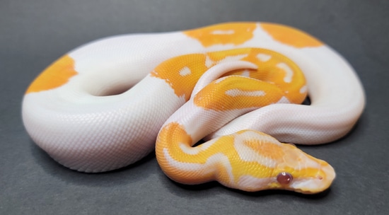 Orange Dream Yellow Belly Dreamsicle Ball Python by Fortis Reptiles