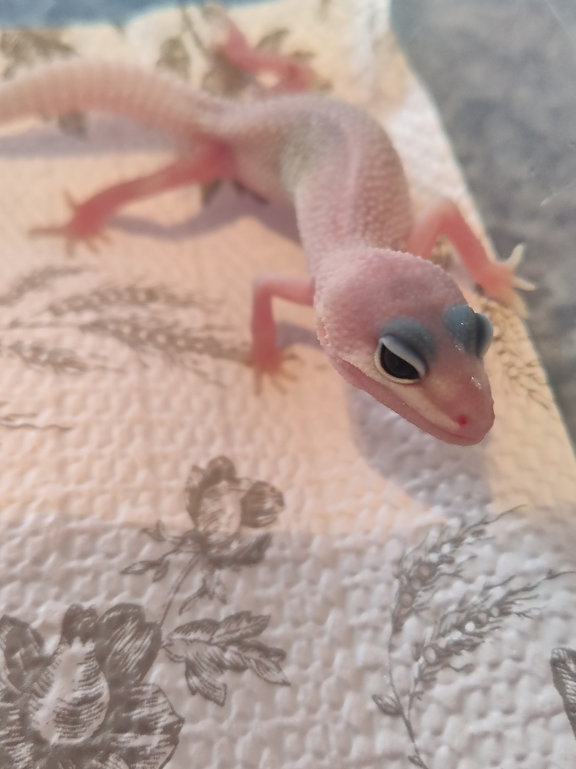 Super Snow Blizzard Eclipse Leopard Gecko by Happy Exotics RFM ...