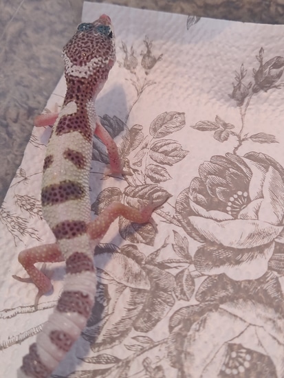 Mac Snow Leopard Gecko by Happy Exotics RFM