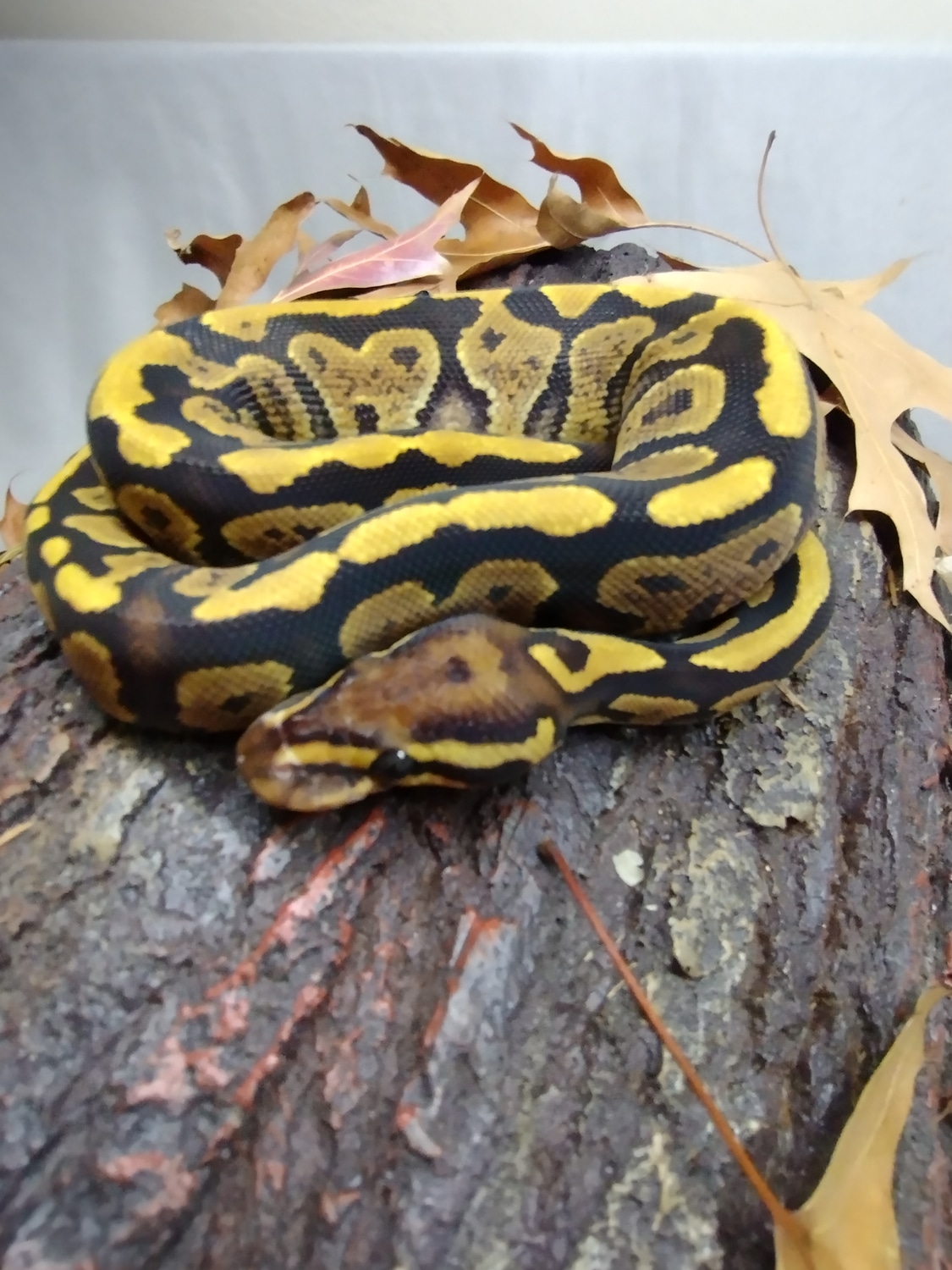 Cinnamon Fire 50% Het Clown Ball Python by Happy Exotics RFM - MorphMarket