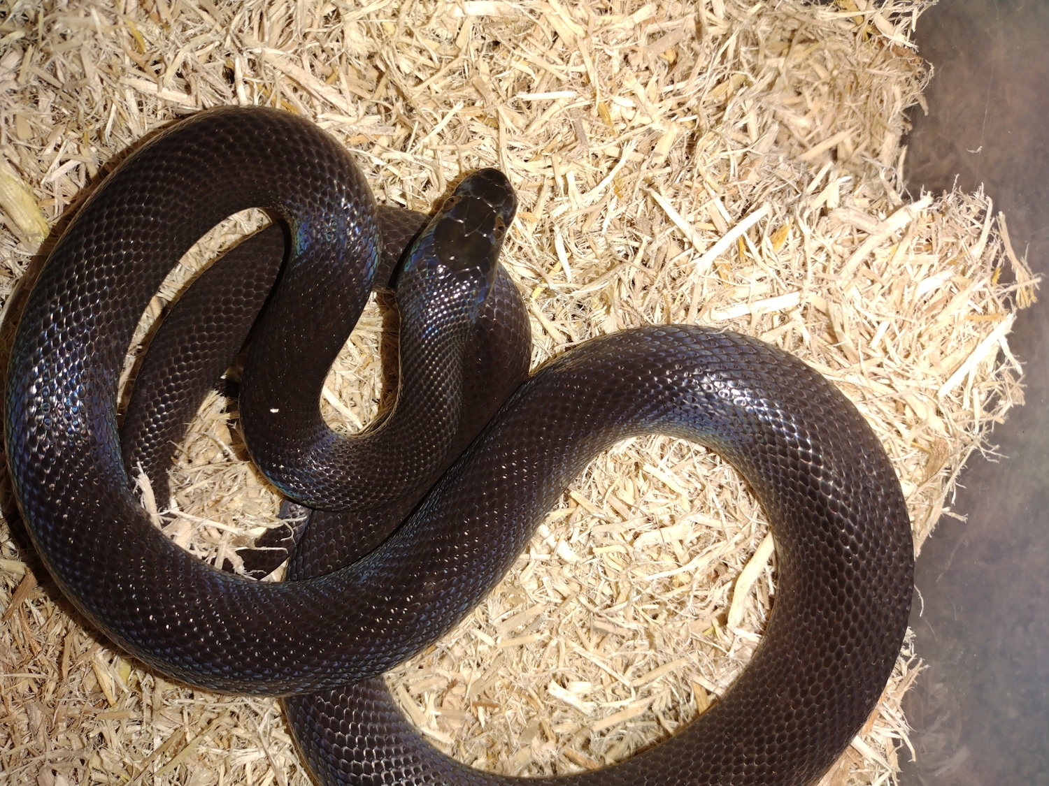 CB Black African House Snake by Happy Exotics RFM - MorphMarket