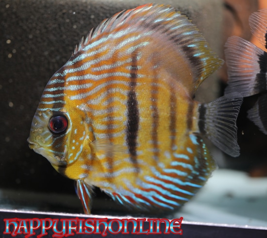 Amazing Blue Heckel Discus - Rio Nhamunda by Happyfishonline