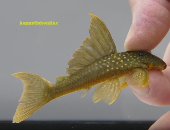 Breeding Pair Of L200 Hi-fin Plecos 10-12 Cm L Series Pleco by ...