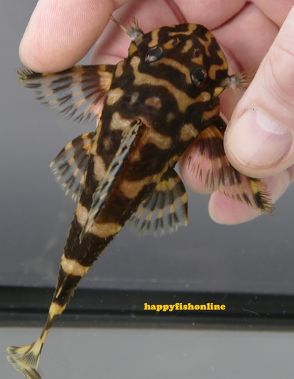 Breeding Pair Of L052 Atabapo Butterfly Plecos L Series Pleco by Happyfishonline