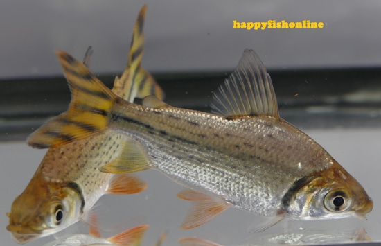 (3) Red Fin Flag Tail Prochilodus! Beautiful Giant Tetras! 10-12 Cm ...