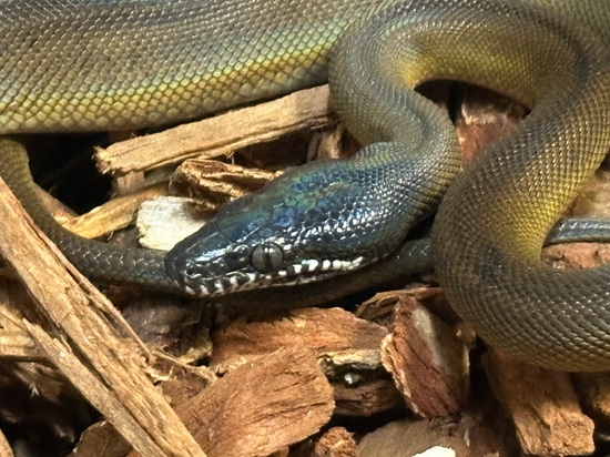 D'Alberts White Lipped Python White-Lipped Python by Harbor Exotics