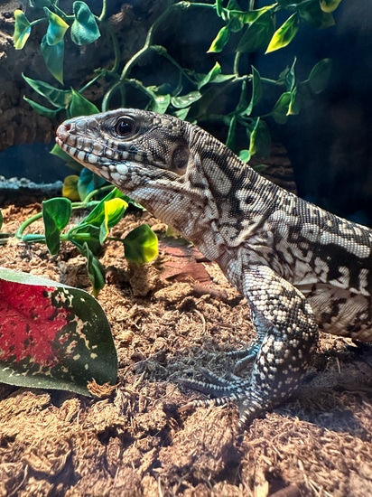 Ruby Red 100% Het Albino Argentine Tegus by Harbor Exotics