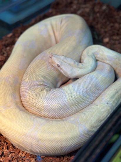 Sharp Albino Boa Constrictor by Harbor Exotics