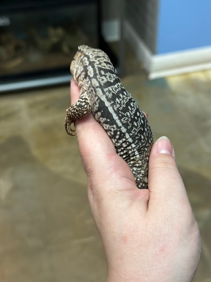 Ruby Red 100% Het Albino Argentine Tegus by Harbor Exotics