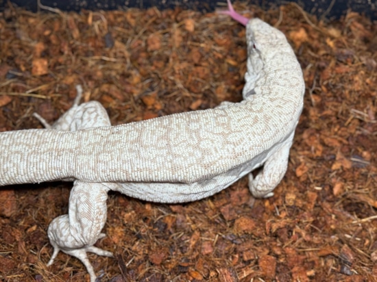 Blue Ice Argentine Tegus by Harbor Exotics