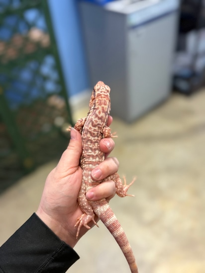 Ruby Reign Albino 50% Het Anery Argentine Tegus by Harbor Exotics