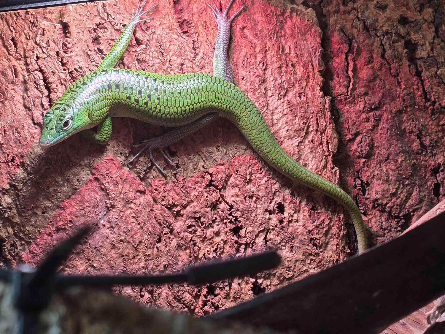 Captive Bred Pair of Emerald Tree Skinks