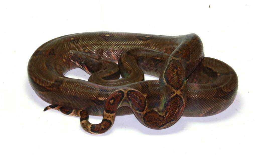 2.3 Corn Island Locality Boas Adult Breeding Group Boa Constrictor by ...