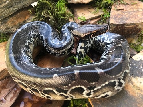CB (Blacks And Chrome Heads) Sumatran Short-tailed Python by Hardin ...