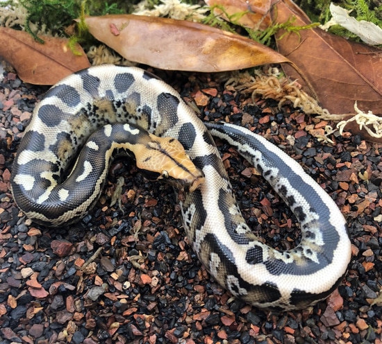 Pumpkin-headed Sumatran Short Tailed Pythons (Python Curtus) Sumatran ...