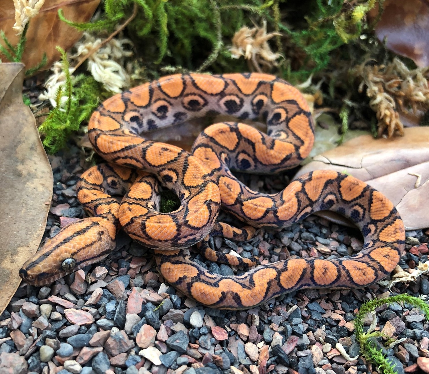 Heterozygous For Hypomelanistic Brazilian Rainbow Boa by Hardin ...