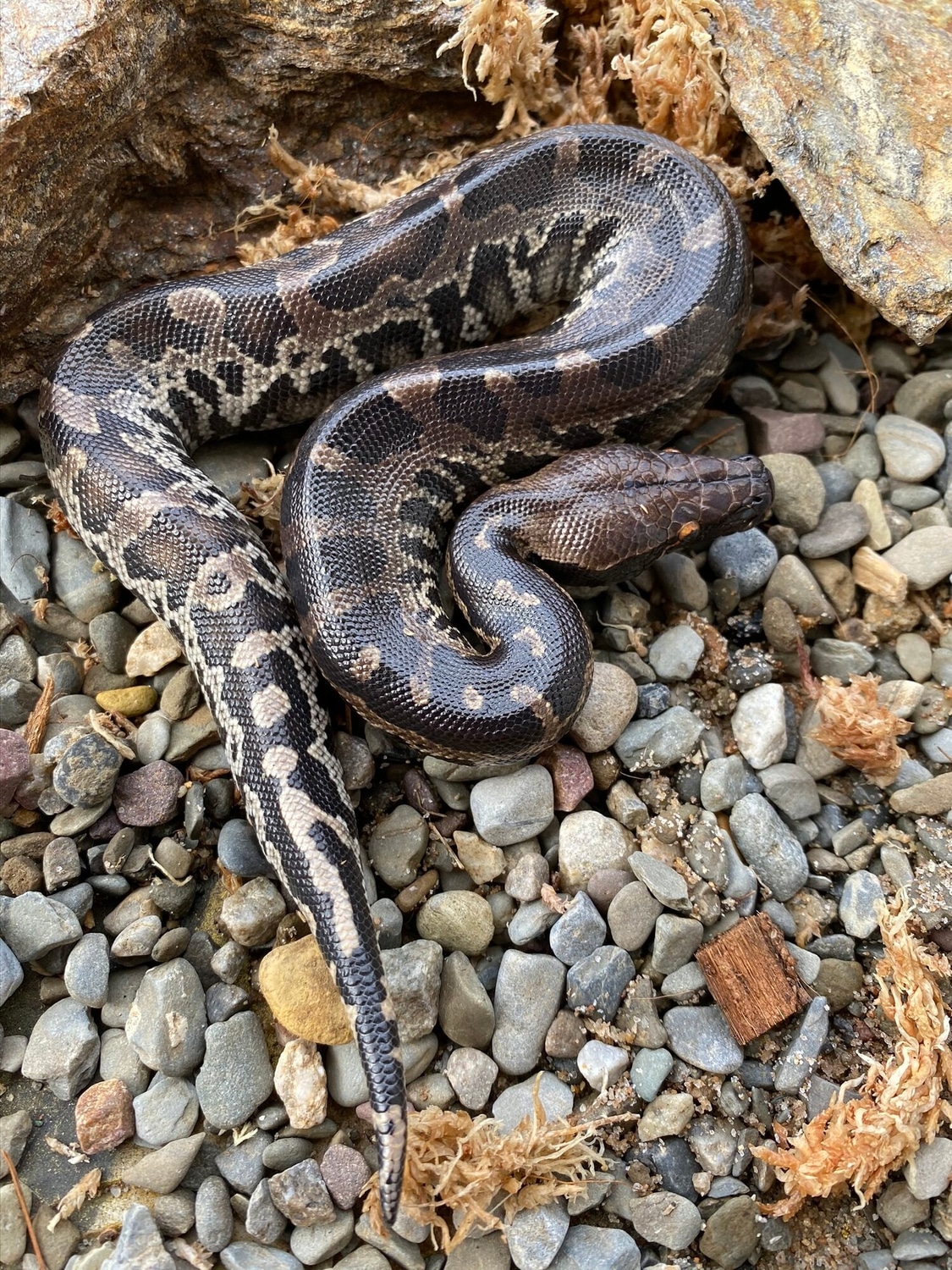 Black Sumatran Short-tailed Python by Hardin Herpetologica - MorphMarket