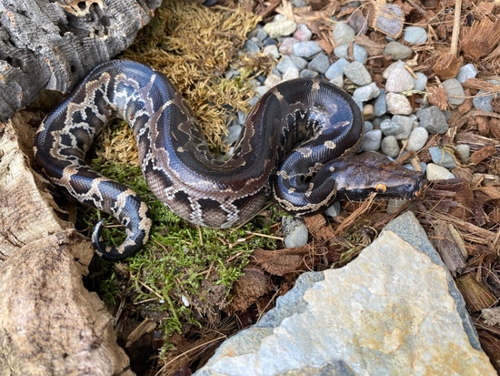 2020 Sumatran Short-tailed Python Sumatran Short-Tailed Python by ...